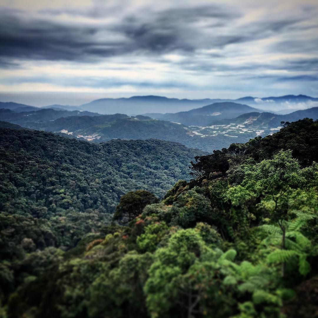 Complete Guide to Trekking in the Cameron Highlands